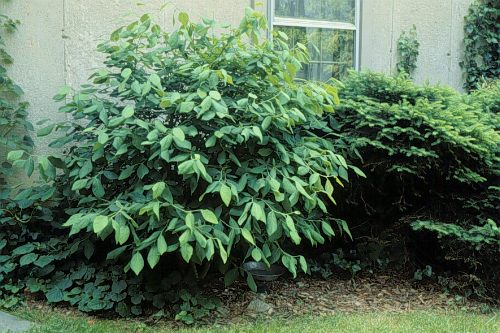 Plant Database